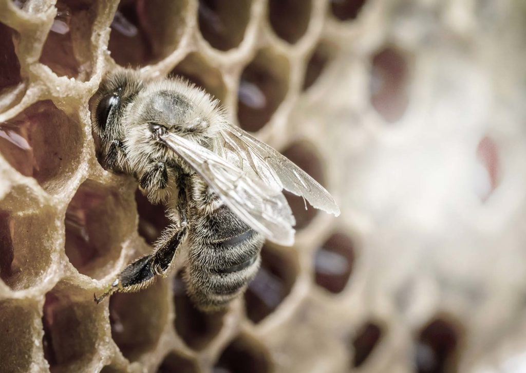 HMF - Biorex Food Diagnostics - BFD Food Safety Innovation